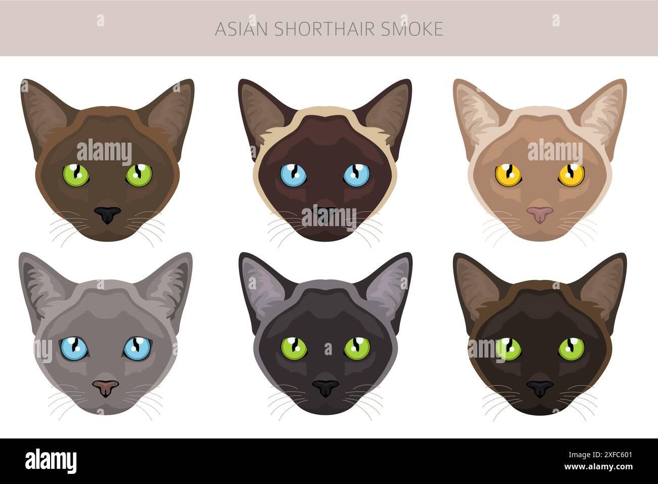 Asian shorthair smoke cat clipart. All coat colors set. All cat breeds ...