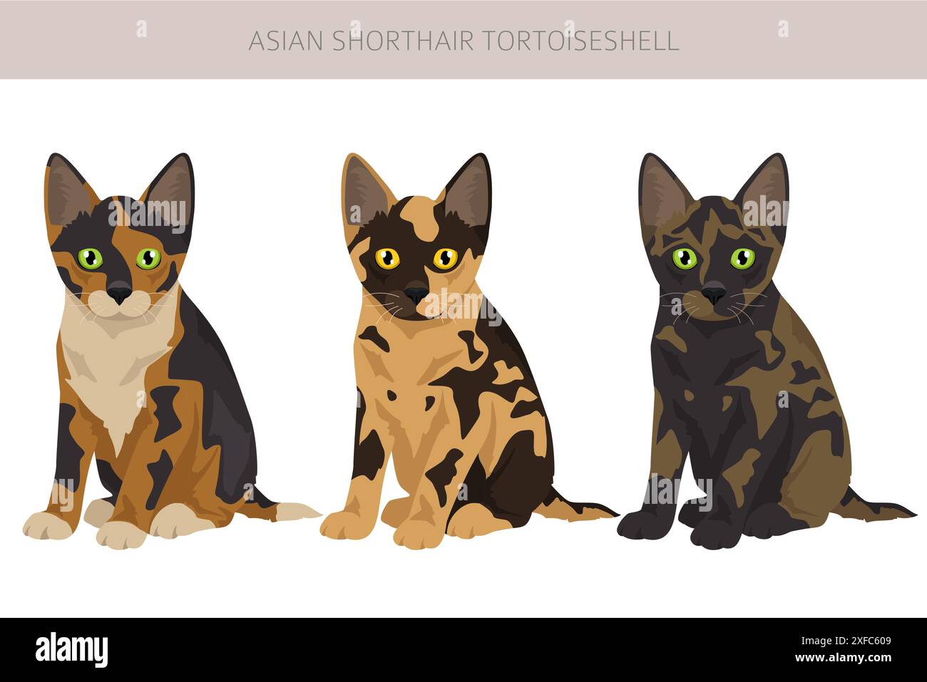 Asian shorthair Tortoiseshell cat clipart. All coat colors Asian Tortie ...