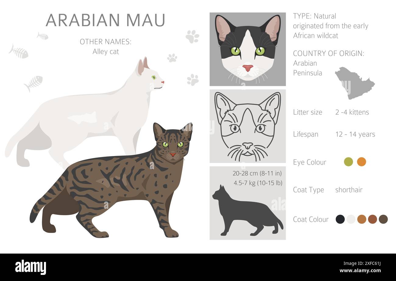Arabian Mau cat clipart. All coat colors set. All cat breeds ...