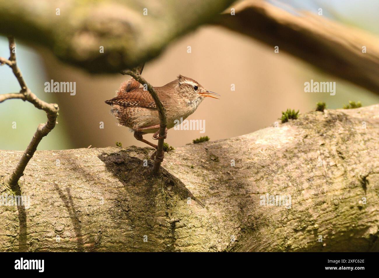 Eurasian Wren calling from a tree during spring. Essex, England, UK ...