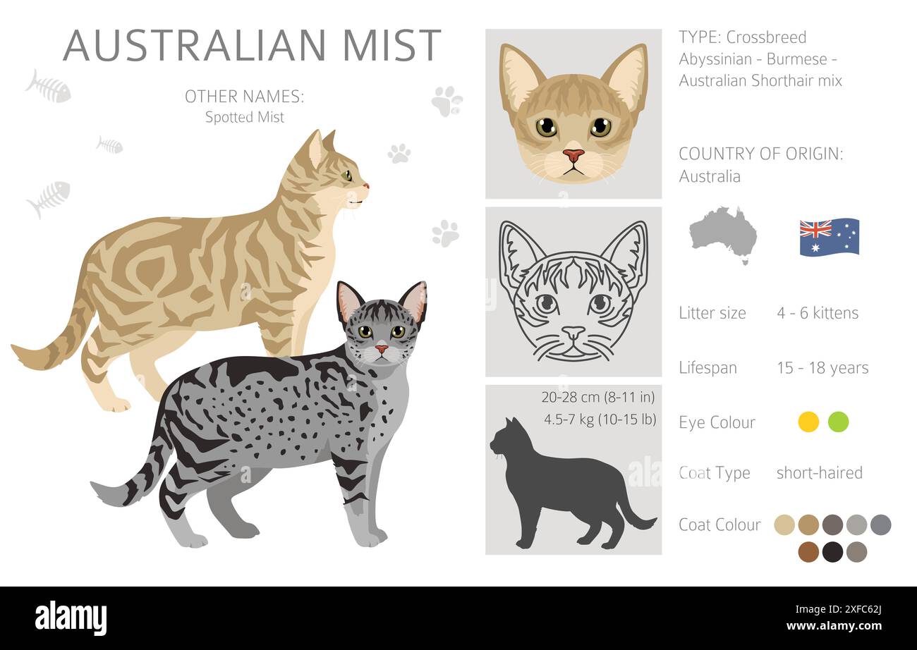 Australian Mist cat clipart. All coat colors set. All cat breeds ...