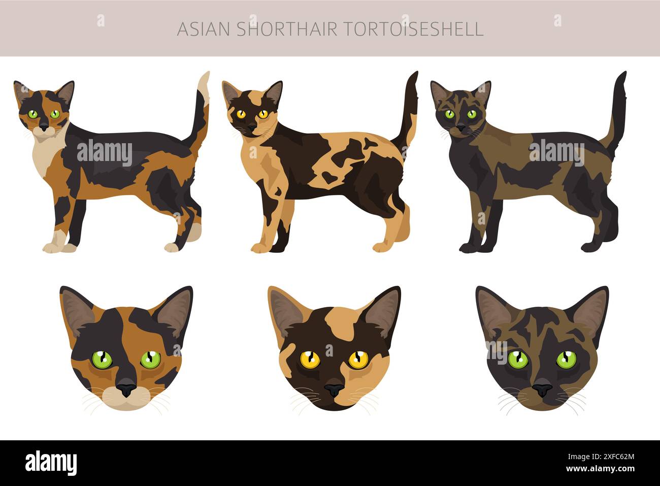 Asian shorthair tortie cat hi-res stock photography and images - Alamy