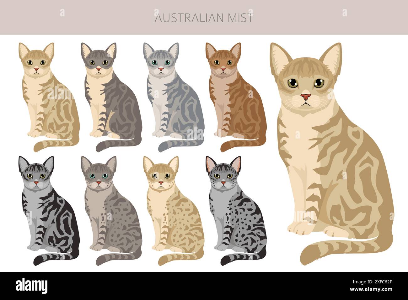 Australian mist coloring hi-res stock photography and images - Alamy