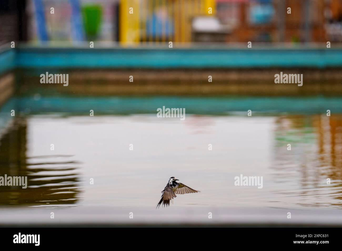 A bird flies above a pool during a rainfall in Clacton-on-Sea, England ...