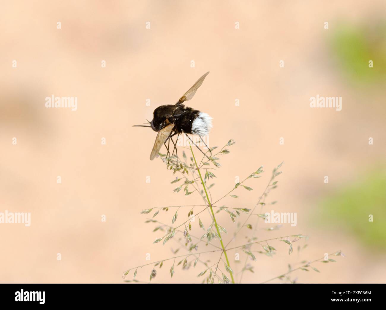 The White-tailed Bee Fly is a large, stout and hairy Bumble Bee mimic ...