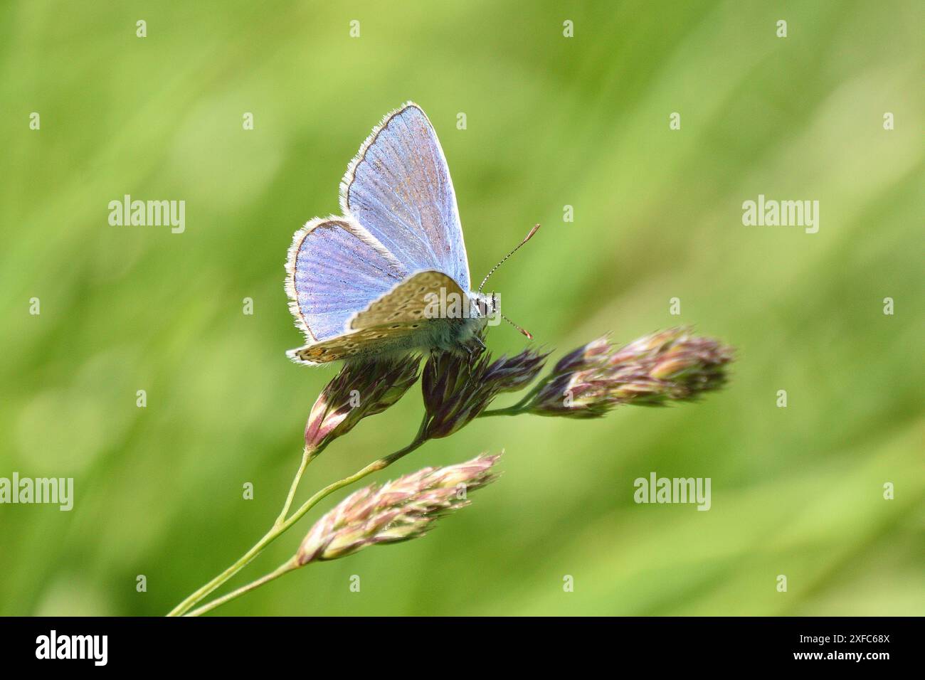 Common Blue Butterfly on some wild grass seed heads. Buckinghamshire ...