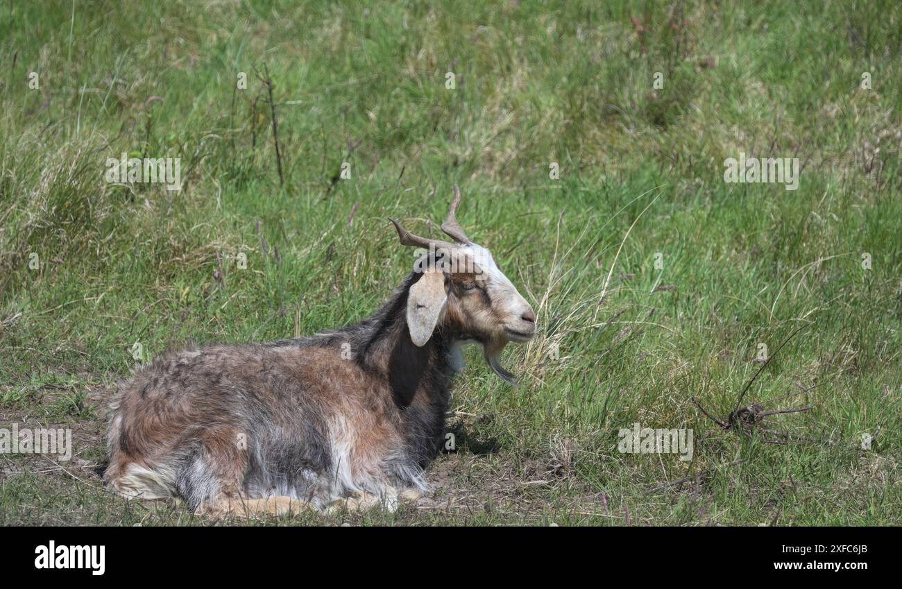 West African dwarf Goat resp.Capra aegagrus hircus in Dunes of Sankt ...