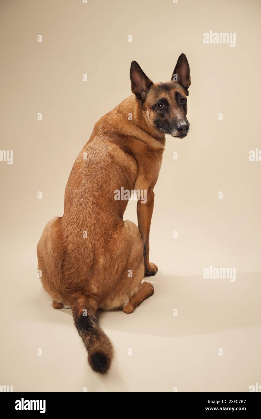 Belgian Malinois sitting in a studio, turning to look over its shoulder ...
