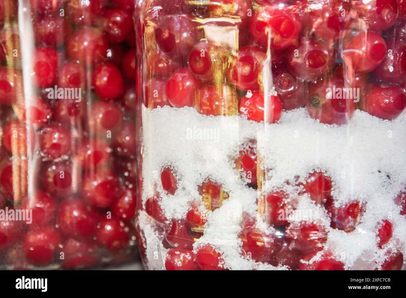 Glass jars filled with sour cherries and sugar for making homemade sour ...
