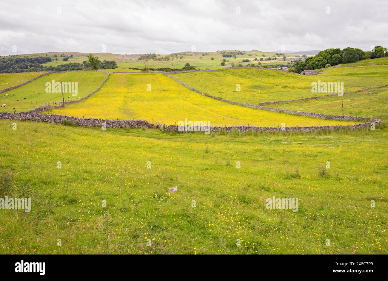 Buttercups flowering in June in an area below Winskill and at the end ...