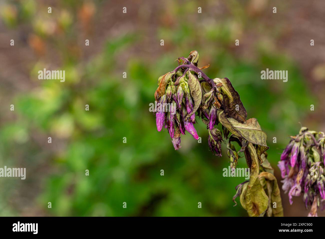Garden Phlox plant with brown dying stems and leaves. Flower garden ...