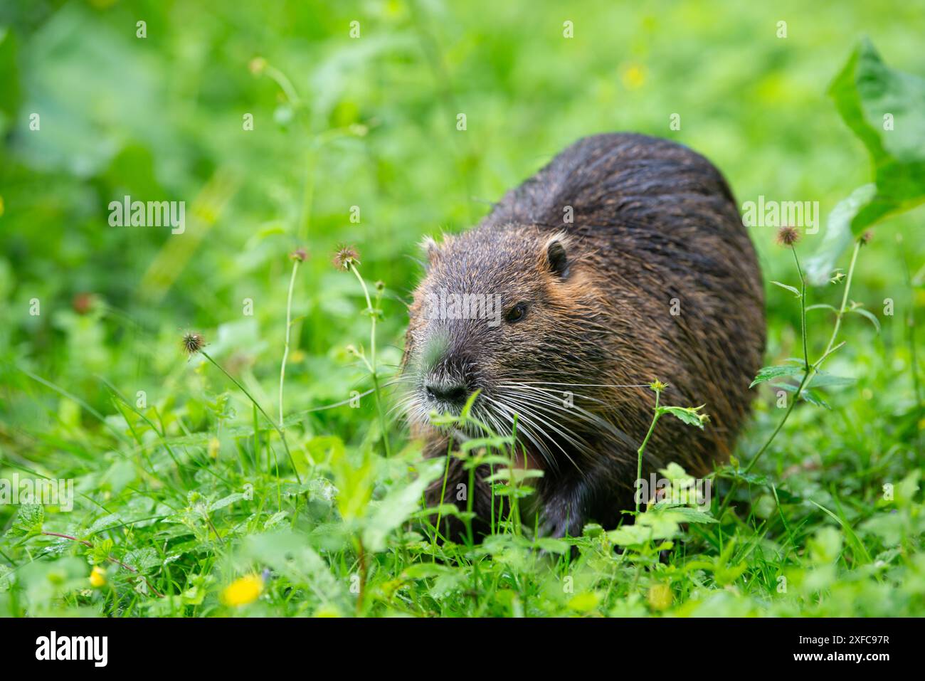 Nutria river rat, coypu herbivorous, semiaquatic rodent member of the ...
