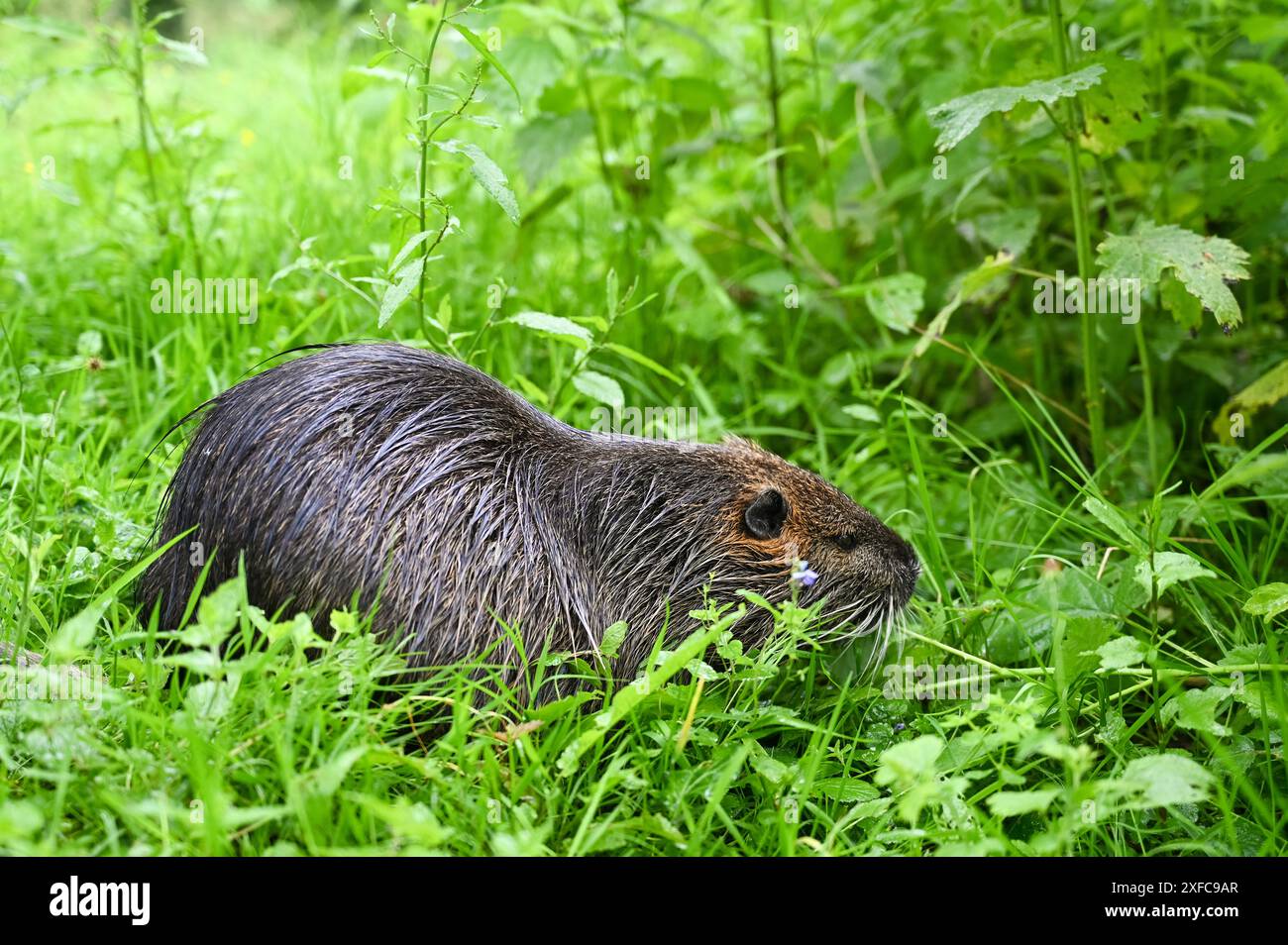 Nutria river rat, coypu herbivorous, semiaquatic rodent member of the ...