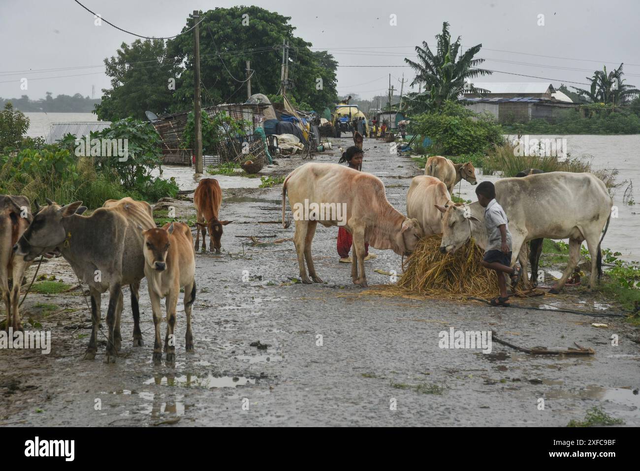 Morigaon, Assam, INDIA. 2nd July, 2024. MORIGAON, ASSAM, INDIA-JULY 02 ...