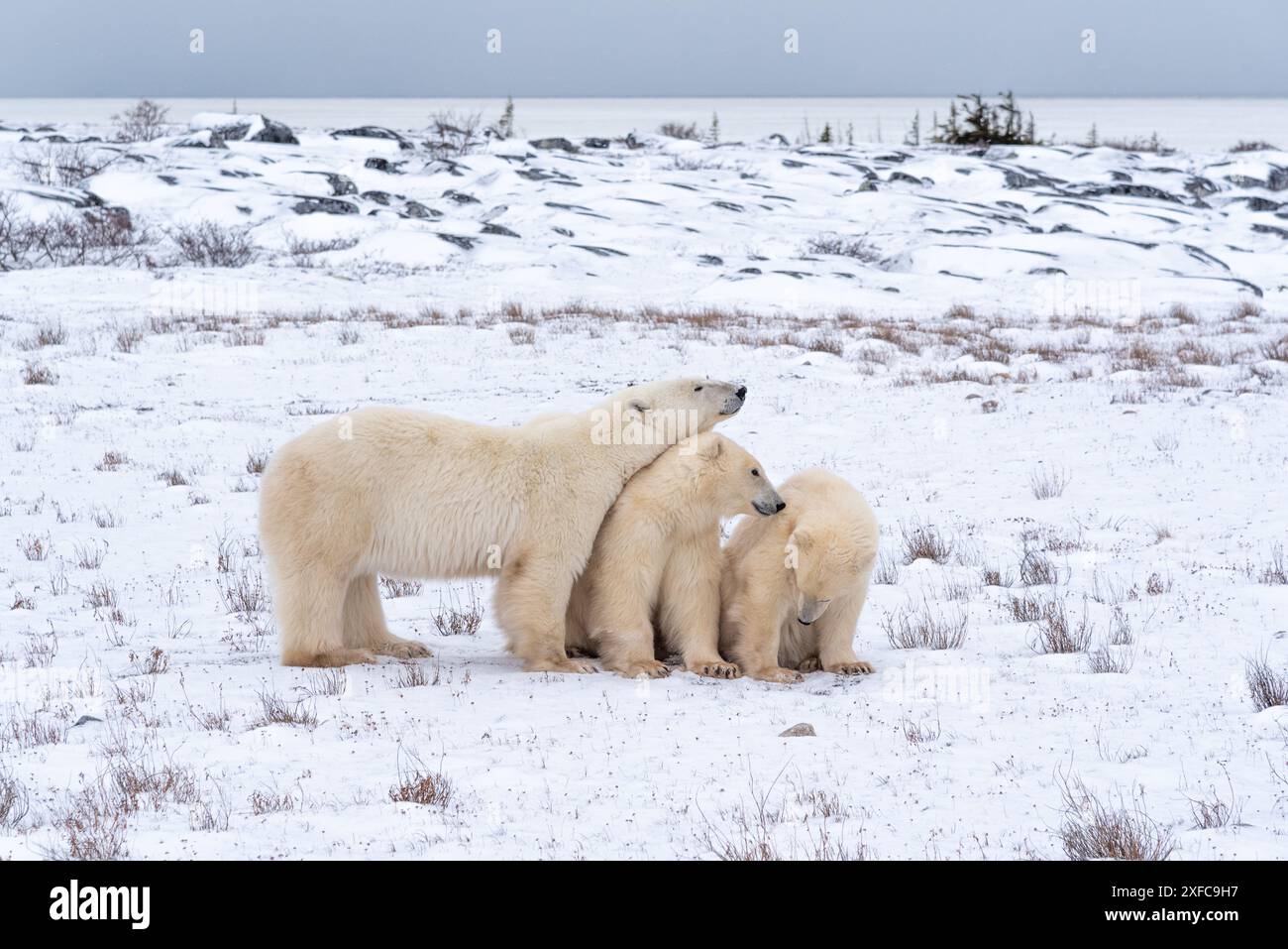 Mom and two cub polar bears with one sniffing the air on a snowy, white ...
