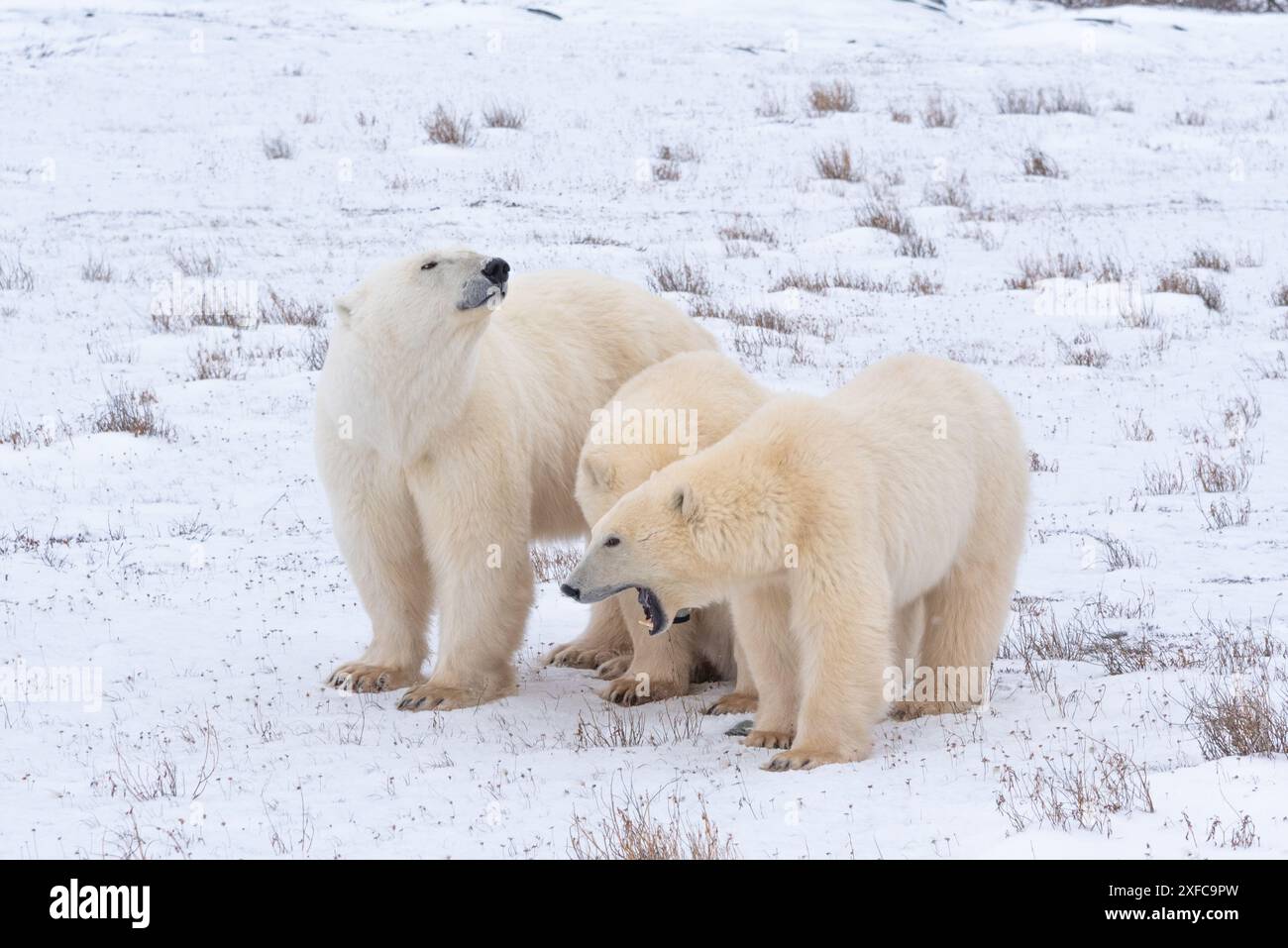 Wildlife migration climate change hi-res stock photography and images ...