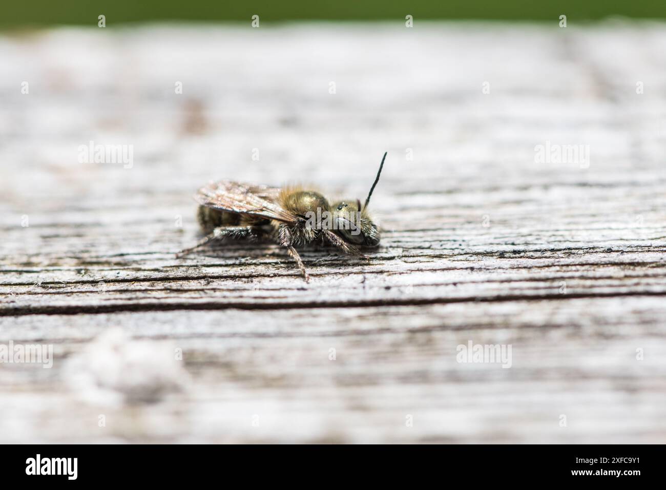 Orange vented mason bee uk hi-res stock photography and images - Alamy