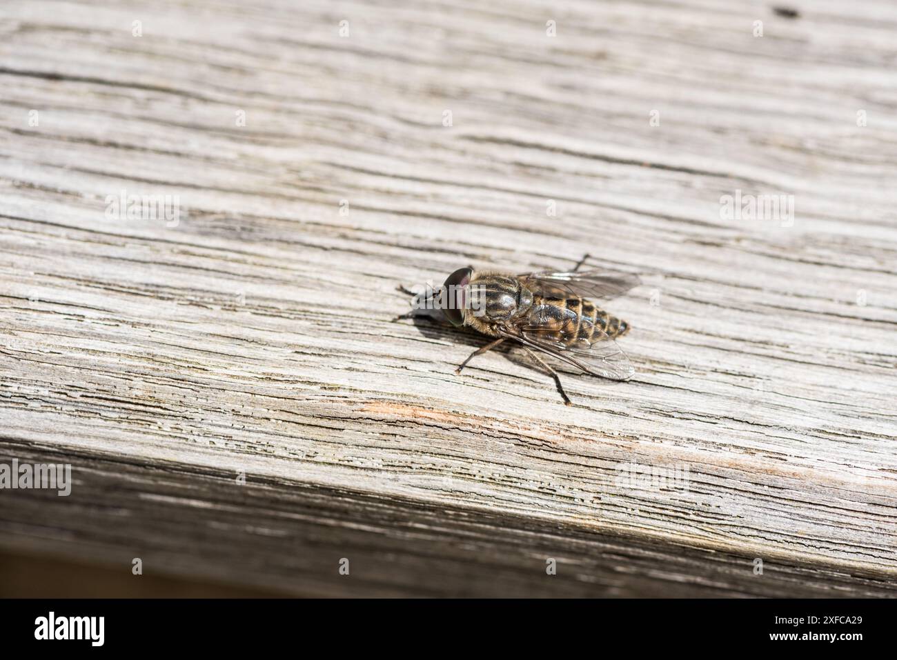 Horse-fly (Tabanus bromius) on a park bench Stock Photo - Alamy