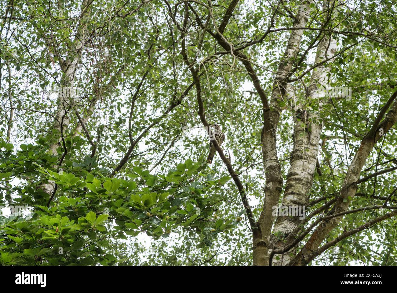 Guzel sesli ardic kusu hi-res stock photography and images - Alamy