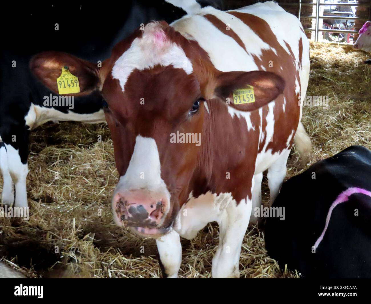 ...neugierig sind sie - die Kuehe - immer alles genau in Augenschein ...