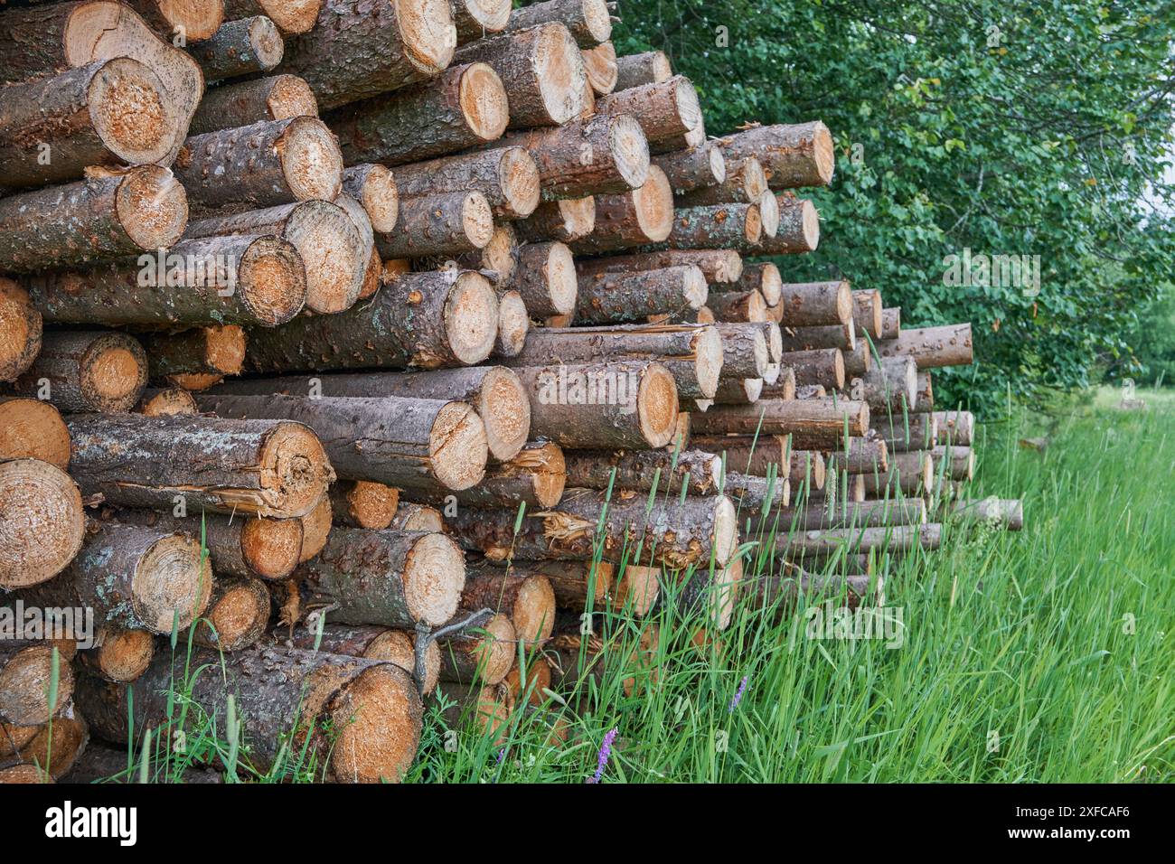 Rows of logs hi-res stock photography and images - Alamy