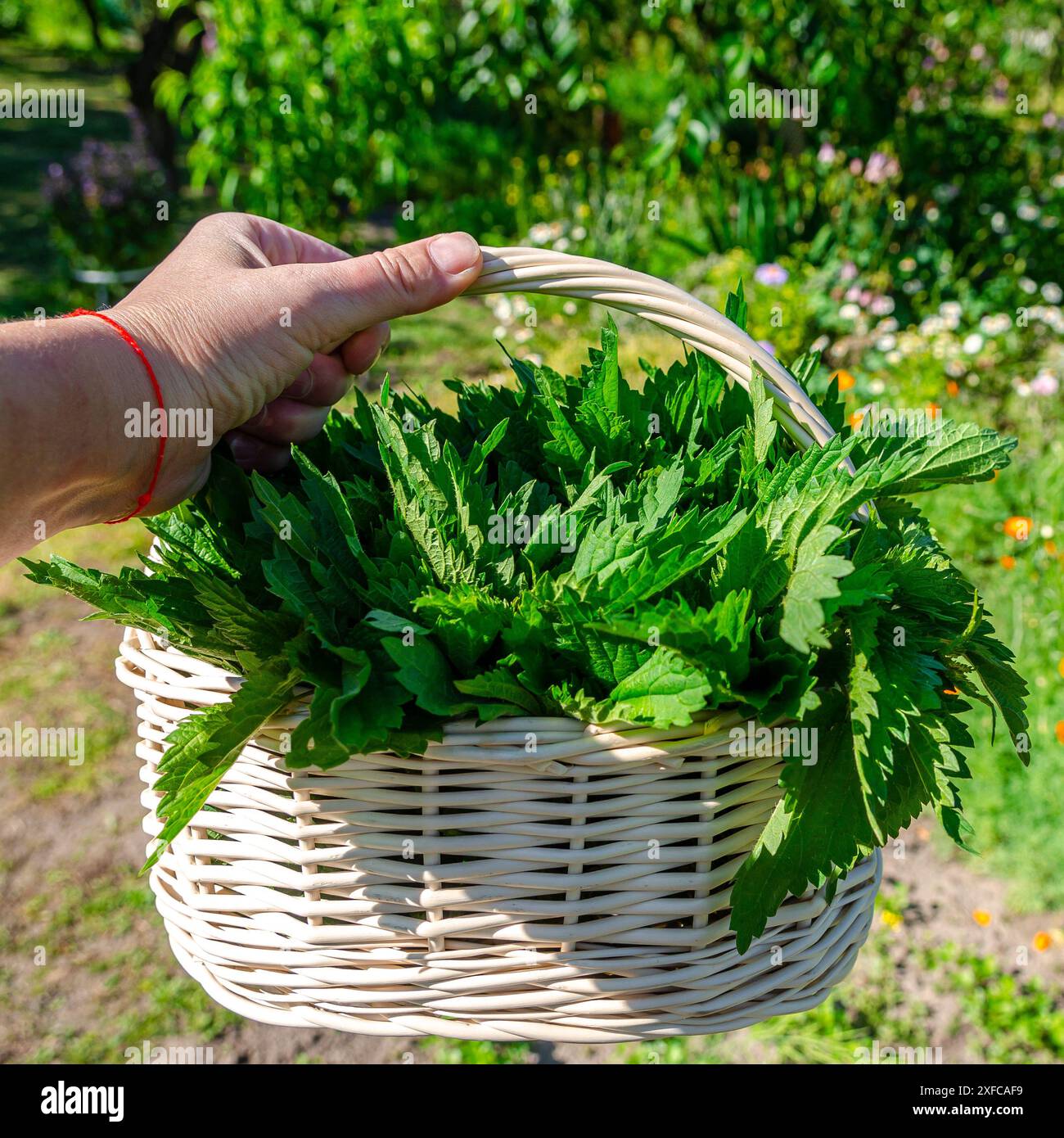 Medicinal herbs. Harvesting organic nettles. Nettle in a white basket ...