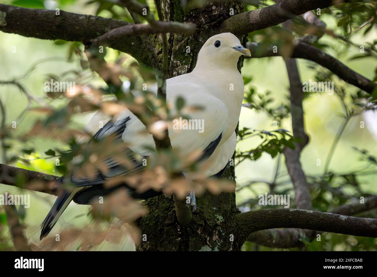 Silver-tipped Imperial Pigeon - Ducula luctuosa, beautiful white and ...