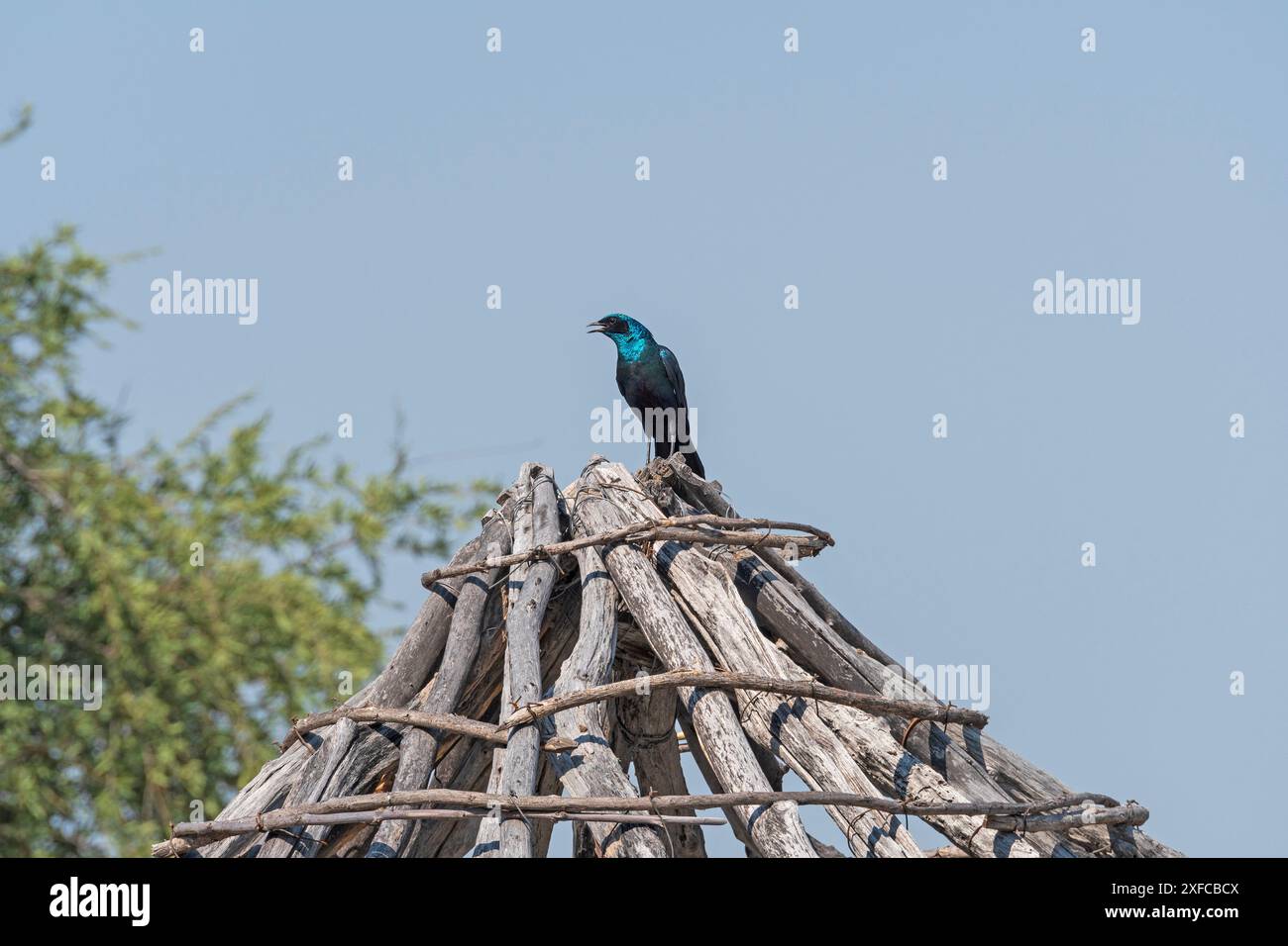 Southern long tailed starling hi-res stock photography and images - Alamy