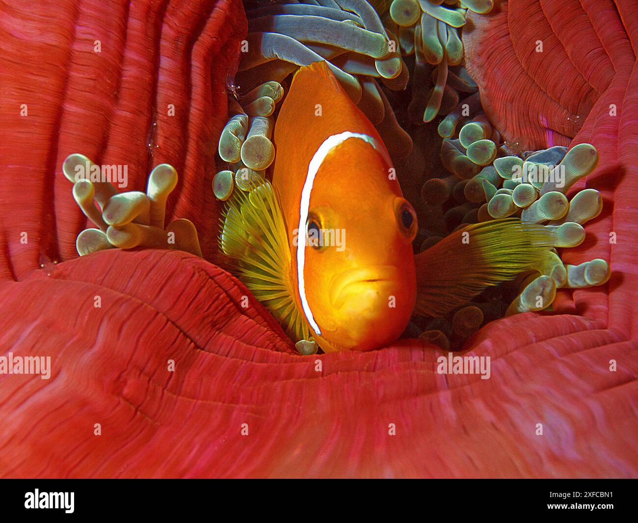 Anemonefish, as if bedded on velvet in its magnificent red anemone ...