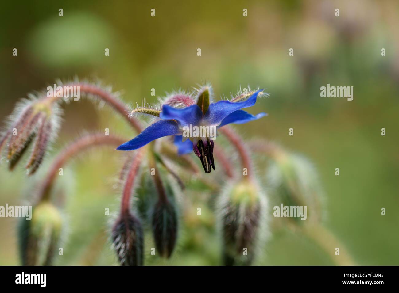 A detailed macro shot captures a single vibrant blue flower with fuzzy ...