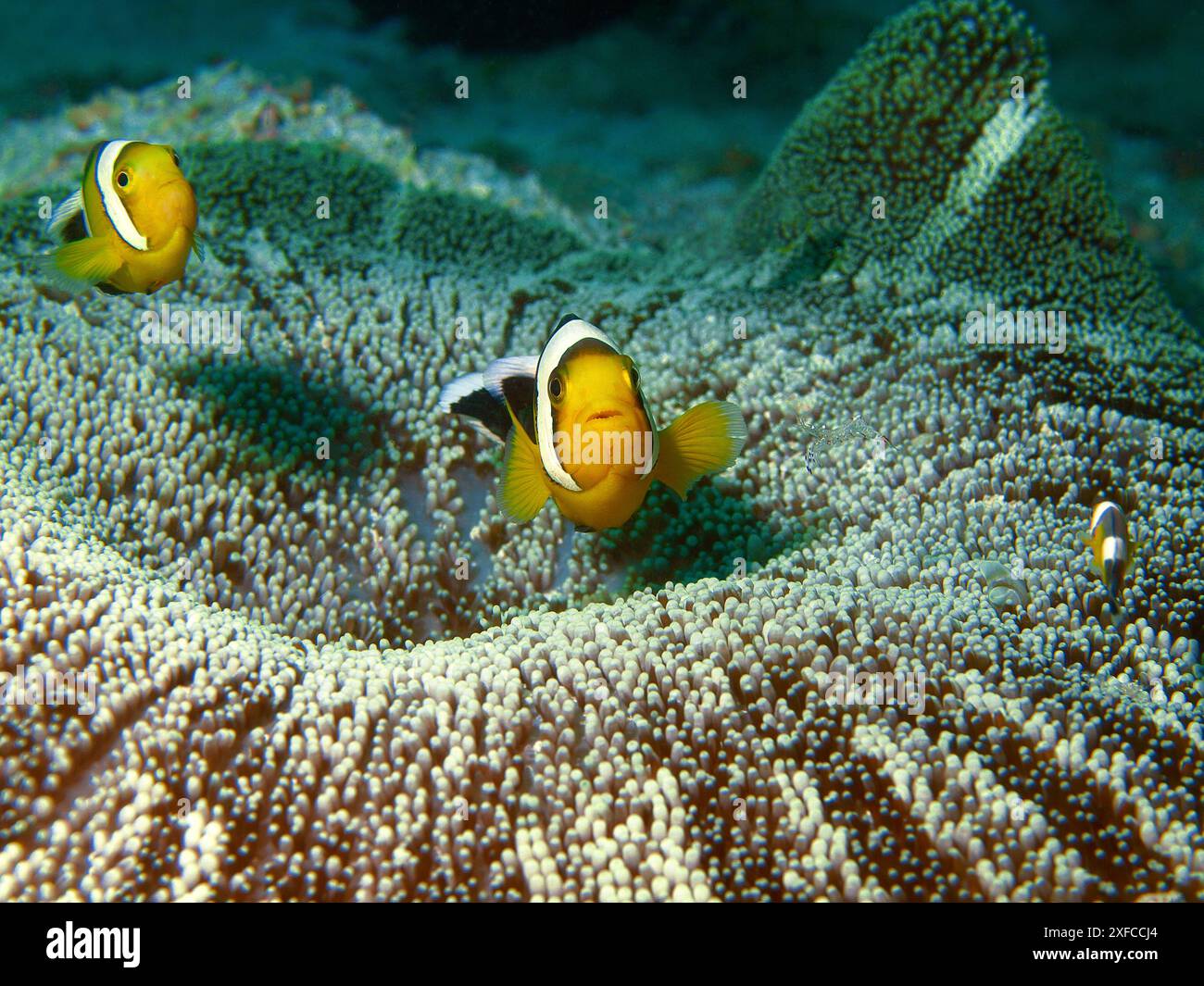 Anemonefish – curious and brave. The underwater pic shows a Saddleback ...