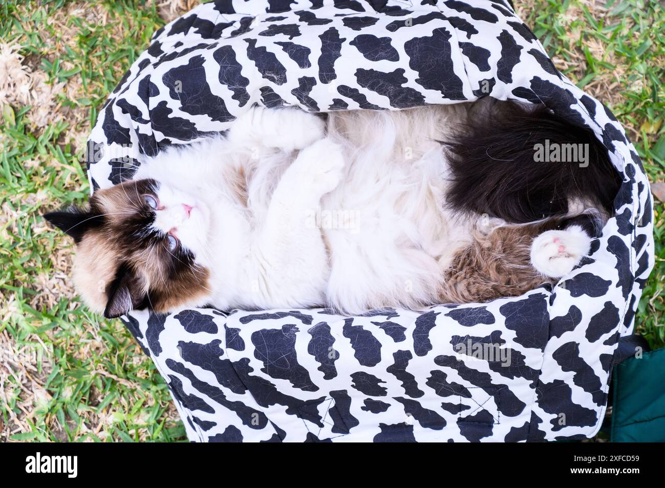 Overhead view of a fluffy ragdoll cat napping and stretching in a cozy ...