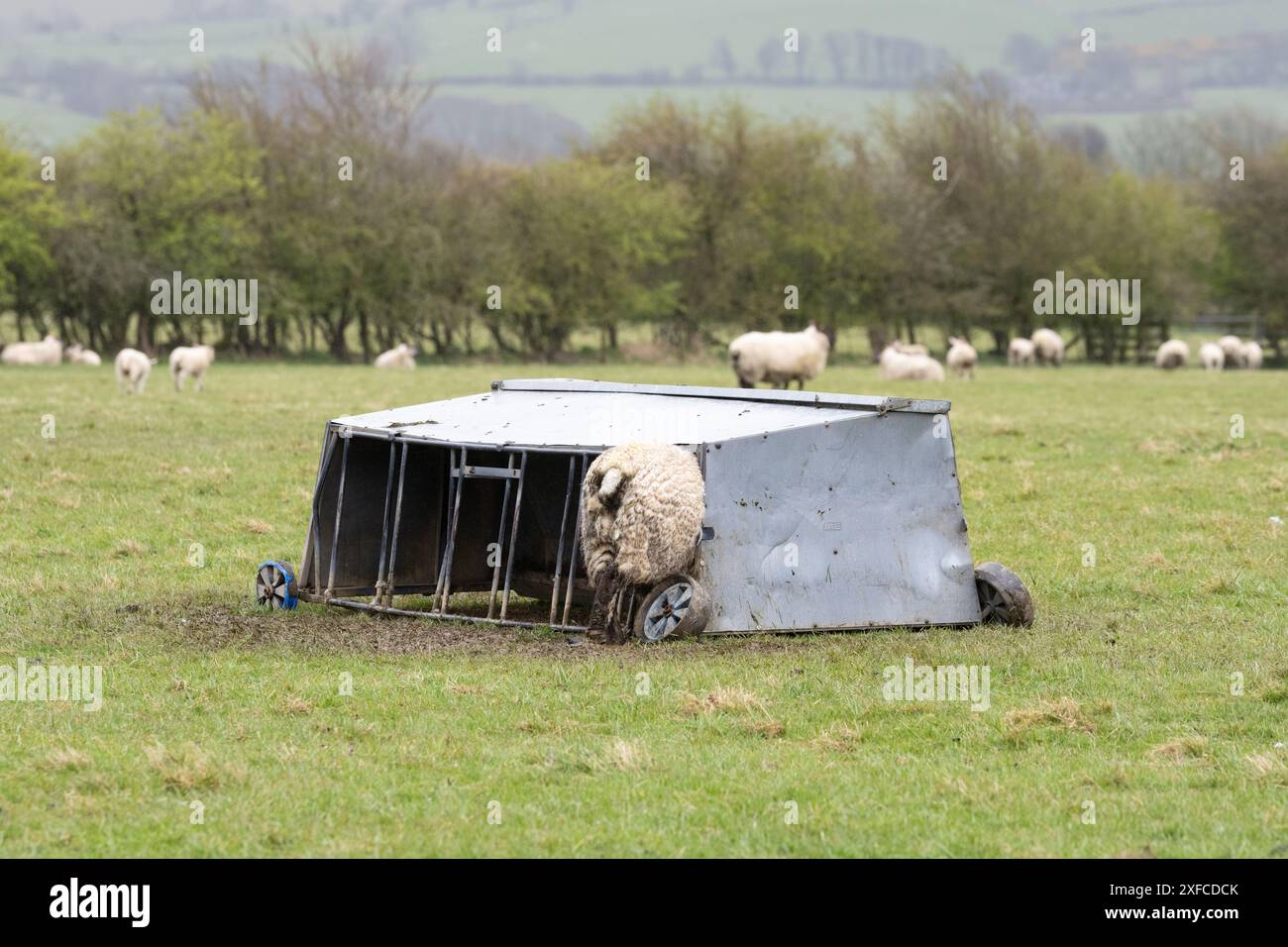 Sheep stuck inside lamb creep shelter in field - UK Stock Photo - Alamy
