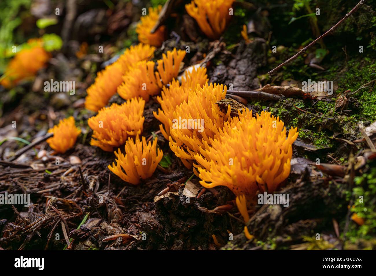 Close-up of bright orange coral fungus growing in lush green moss on ...