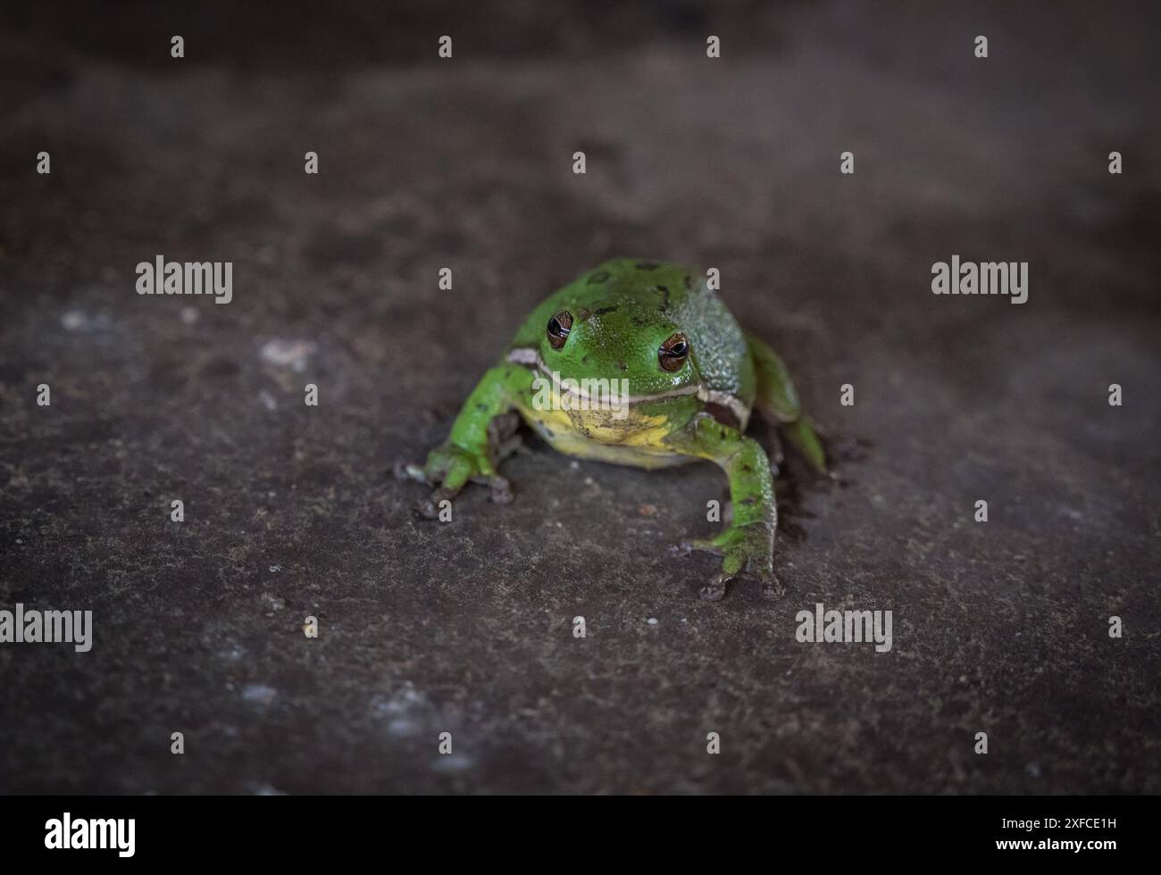 A barking tree frog (Hyla gratiosa) somehow entered this abandoned ...