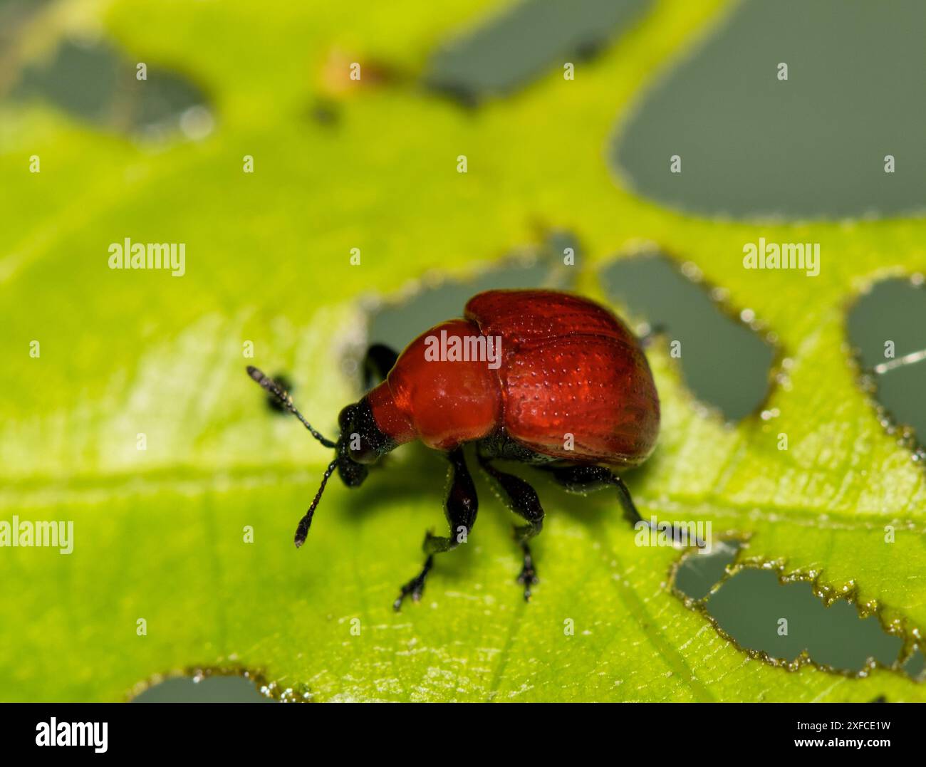 Leaf rolling weevil Homoeolabus analis insect oak leaf nature pest ...