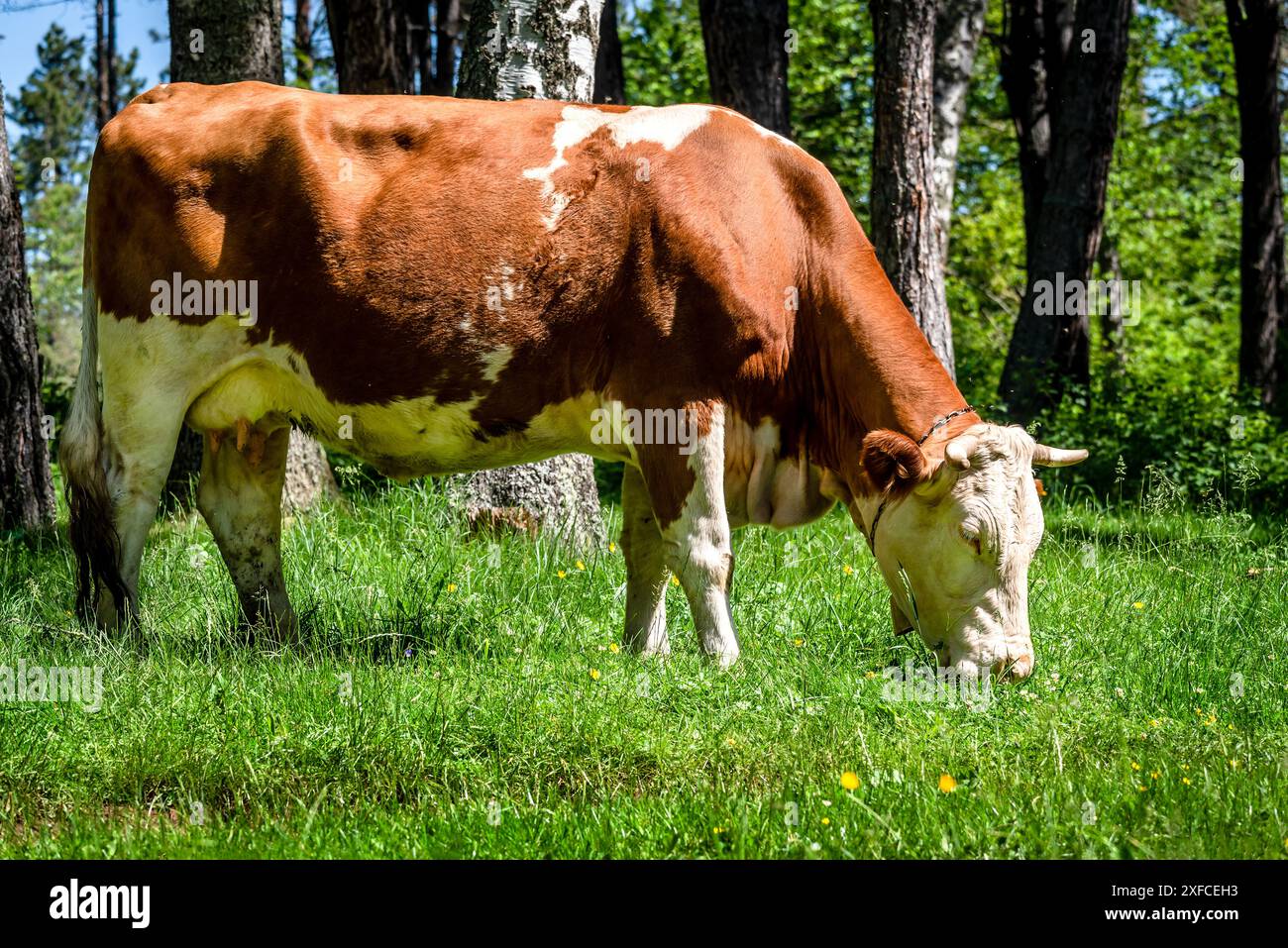 Simmental domestic cow (Bos taurus) grazing in the highlands Stock ...
