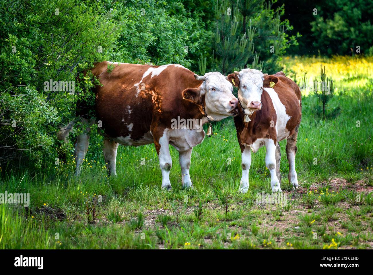 Simmental cattle calf in hi-res stock photography and images - Alamy