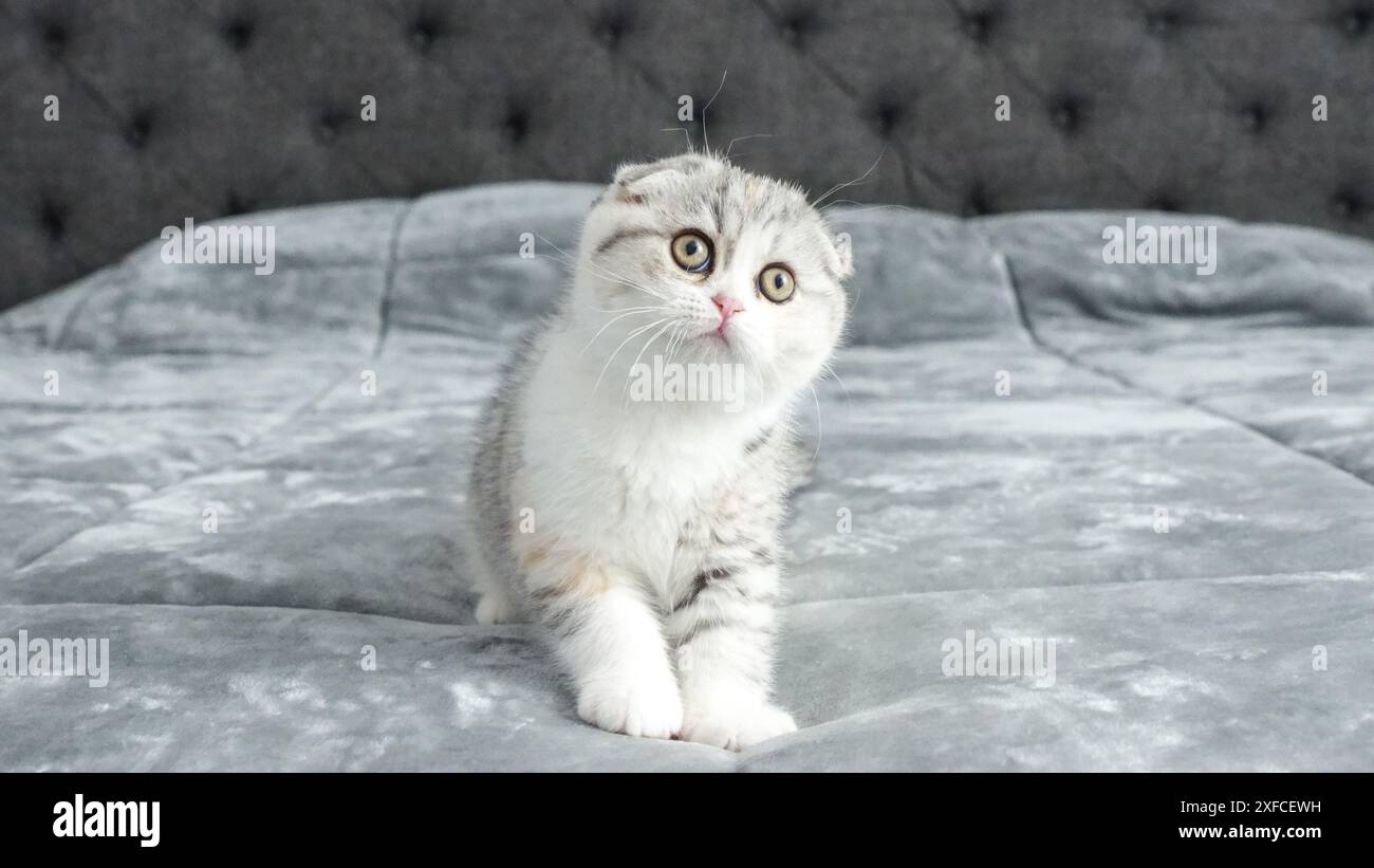Fluffy calico Scottish fold kitten is playing on bed, front view, space ...