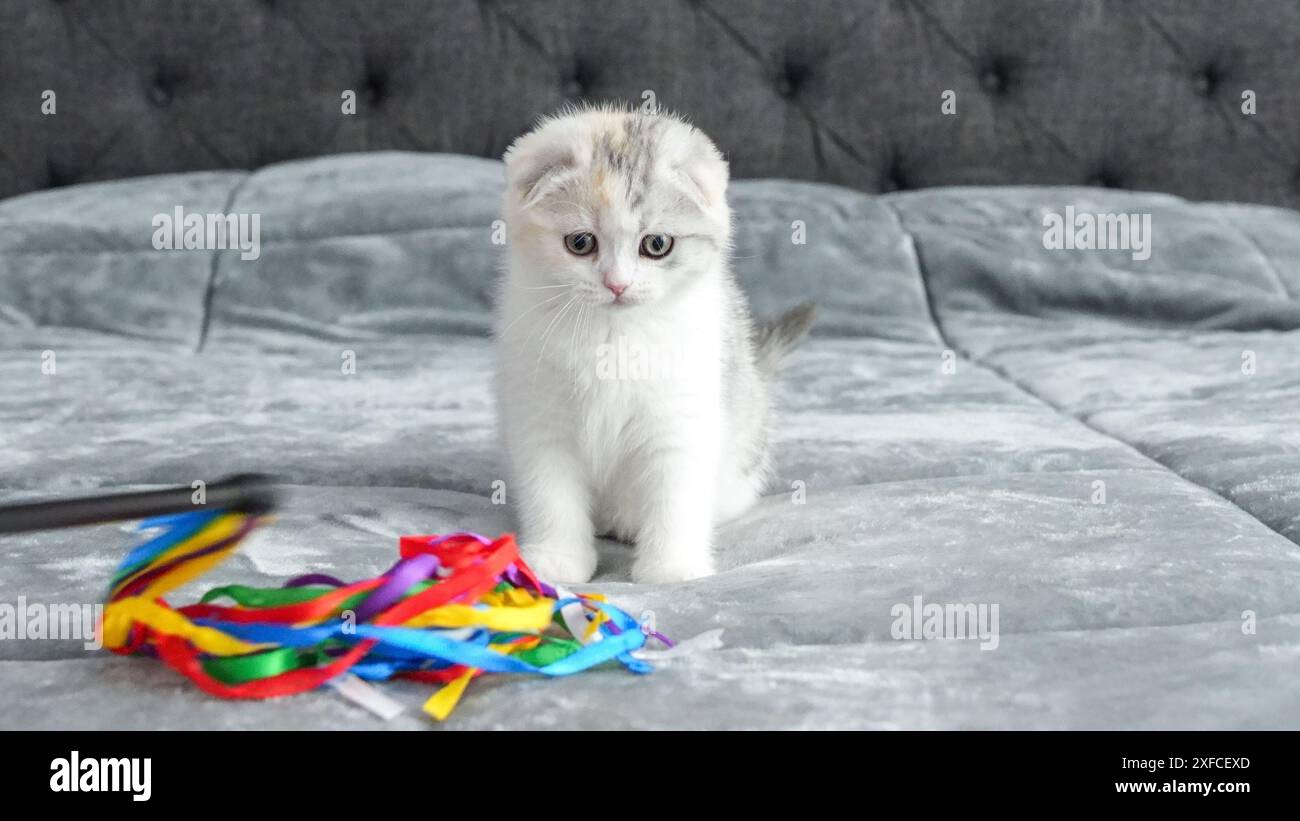 Fluffy calico Scottish fold kitten is playing on bed, front view, space ...
