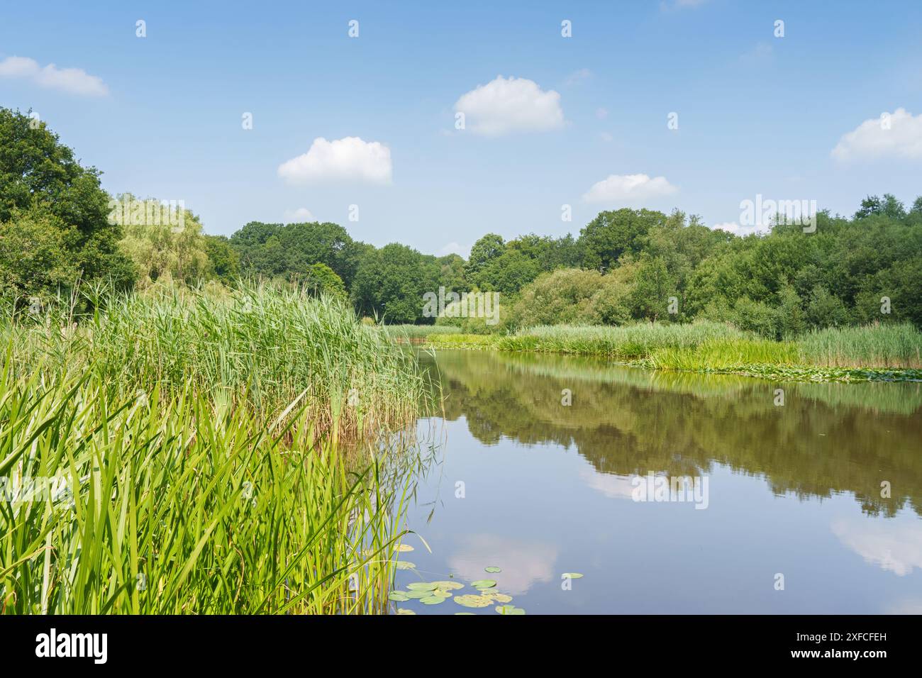 The Ornamental Lake on Southampton Common in Summer Stock Photo - Alamy