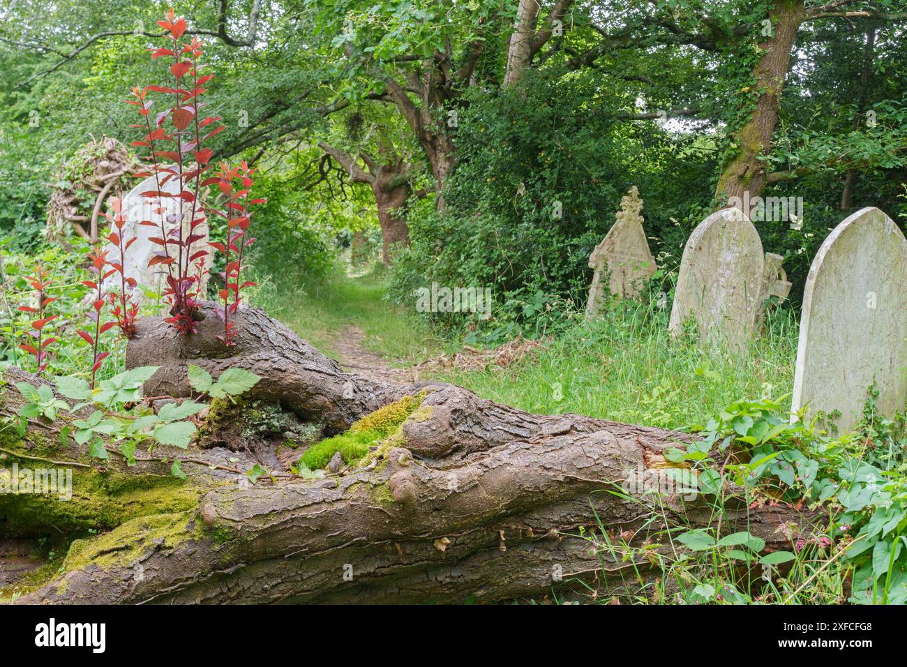 Fallen tree with new growth in Southampton Old Cemetery Stock Photo - Alamy