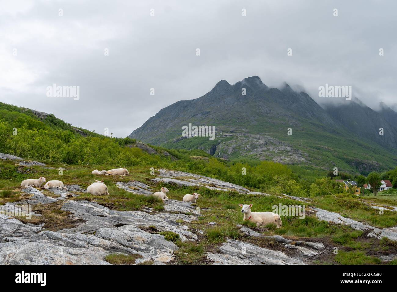 A peaceful scene of lambs resting on a rocky meadow in the Lofoten Islands. Surrounded by lush ...