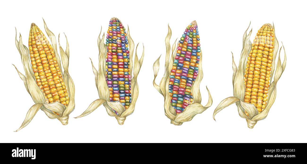 Indian and sweet yellow corn set. Watercolor illustration of golden and ...