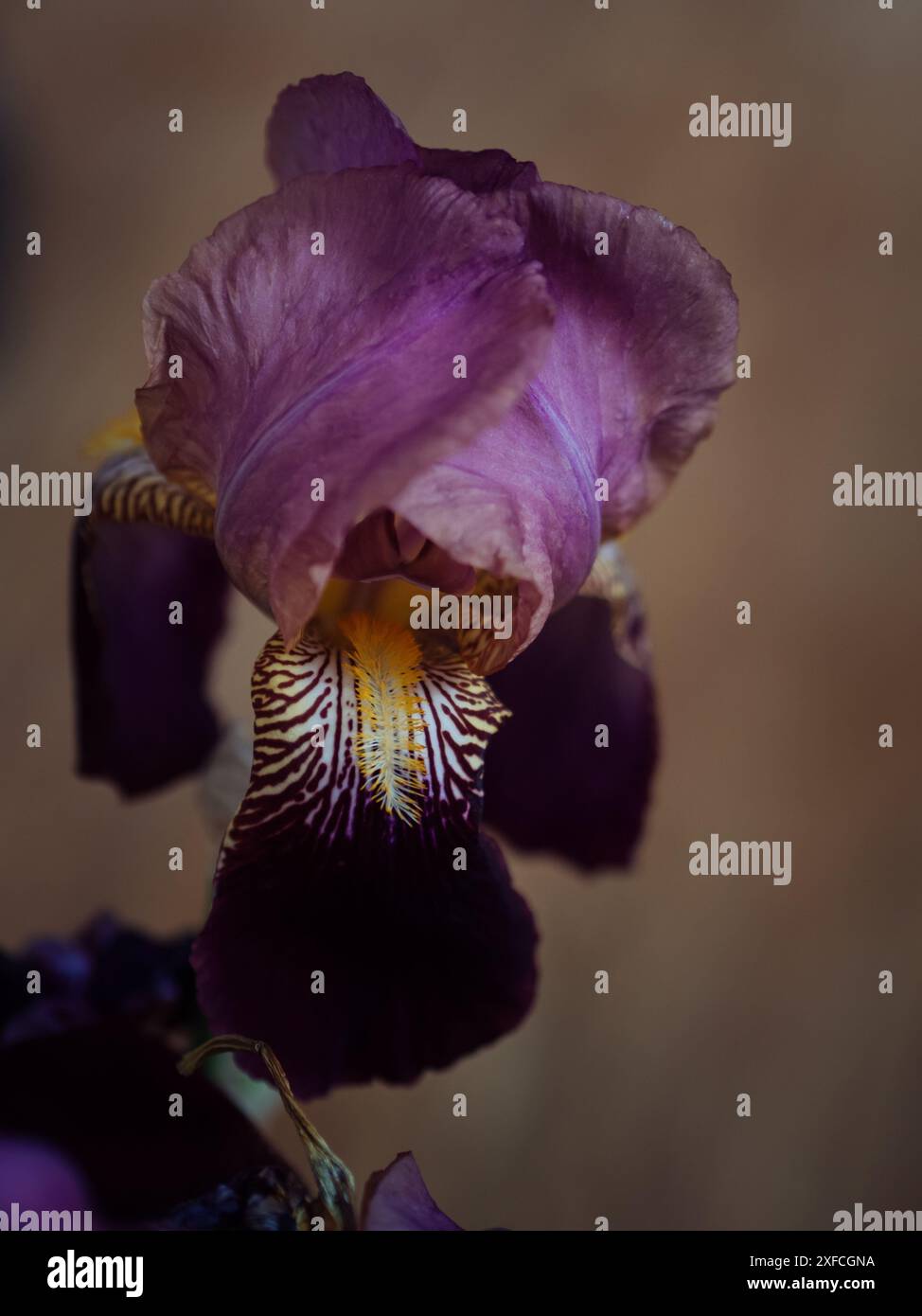 Vertical shot bright textured hi-res stock photography and images - Alamy