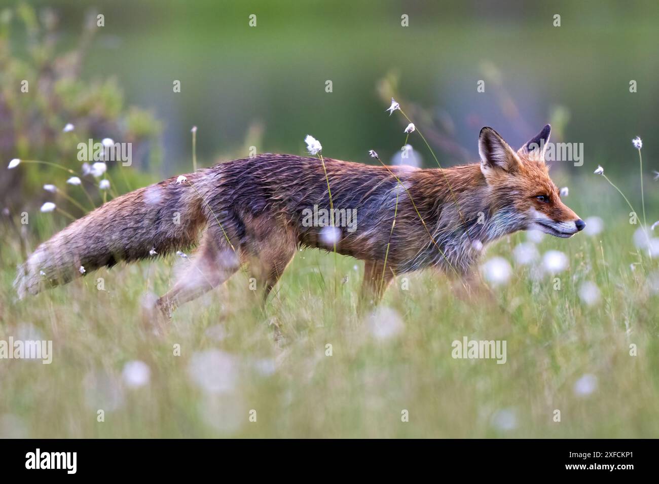 Finnish fox hi-res stock photography and images - Alamy