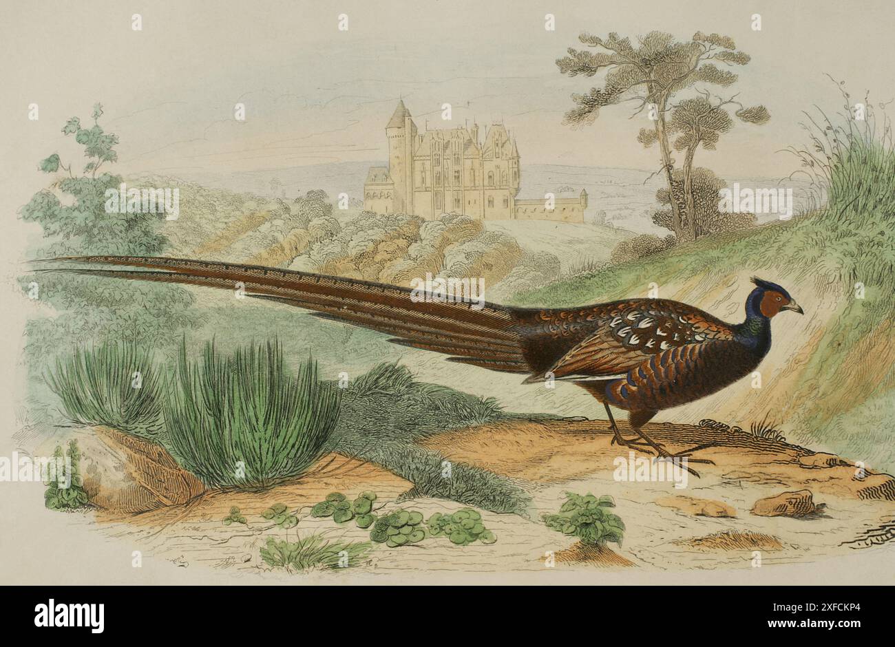 Pheasant. Drawing by Edouard Traviès. Handcoloured engraving by ...