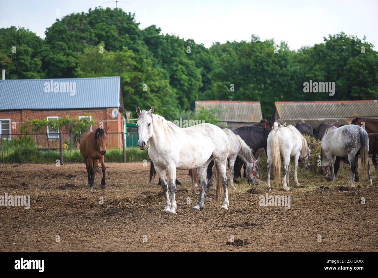 Orlov hi-res stock photography and images - Alamy