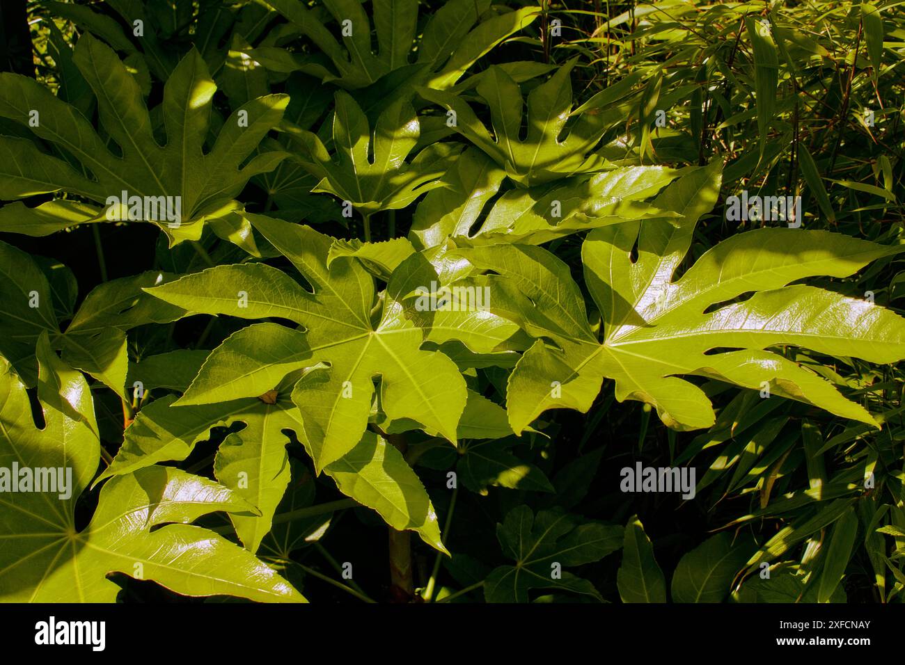 Summer garden plants Stock Photo - Alamy