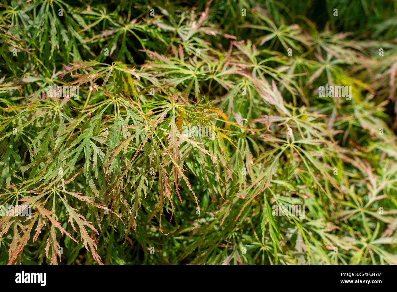 Delicate green unfolds on the Japanese maple. Lacy leaves, blushed with ...